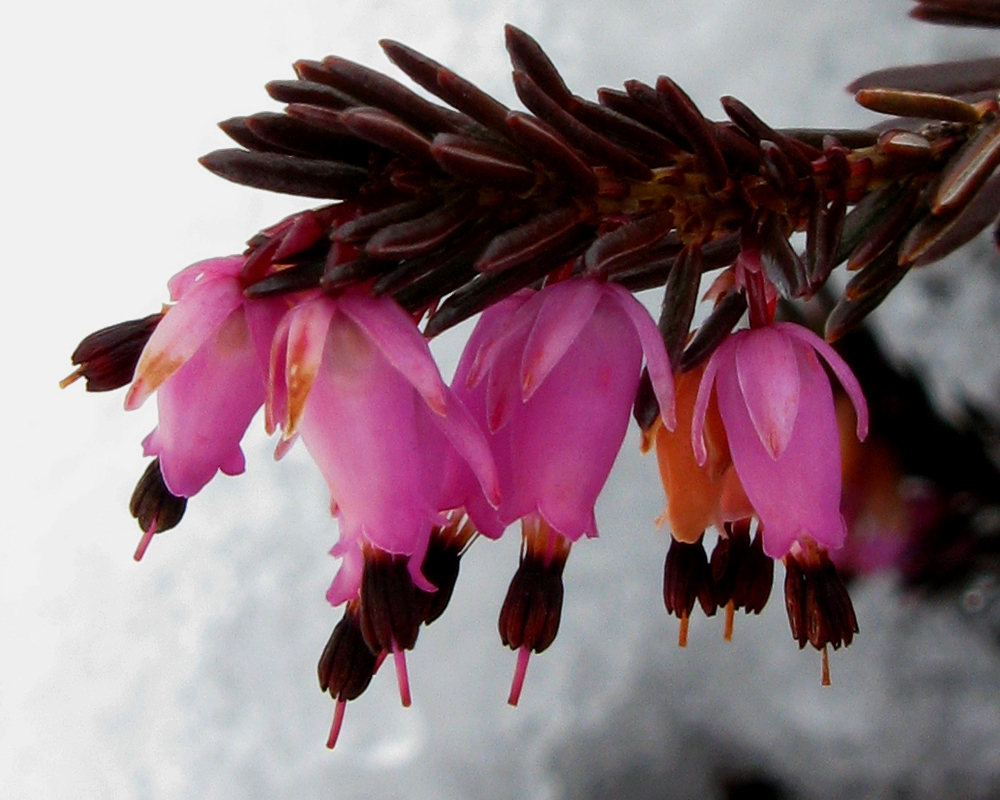 Erica carnea |December Red| (Winter Heath)